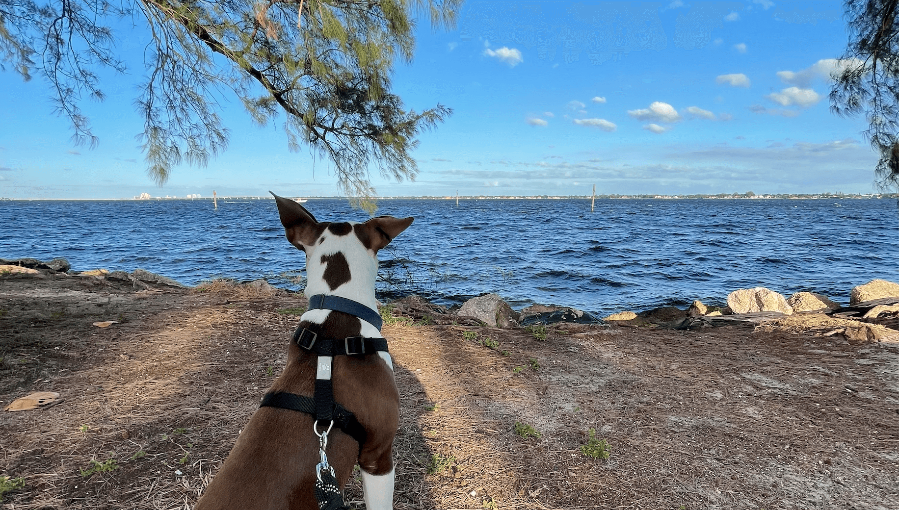 Fido Friendly Locations in SWFL! - Southwest Florida Travel
